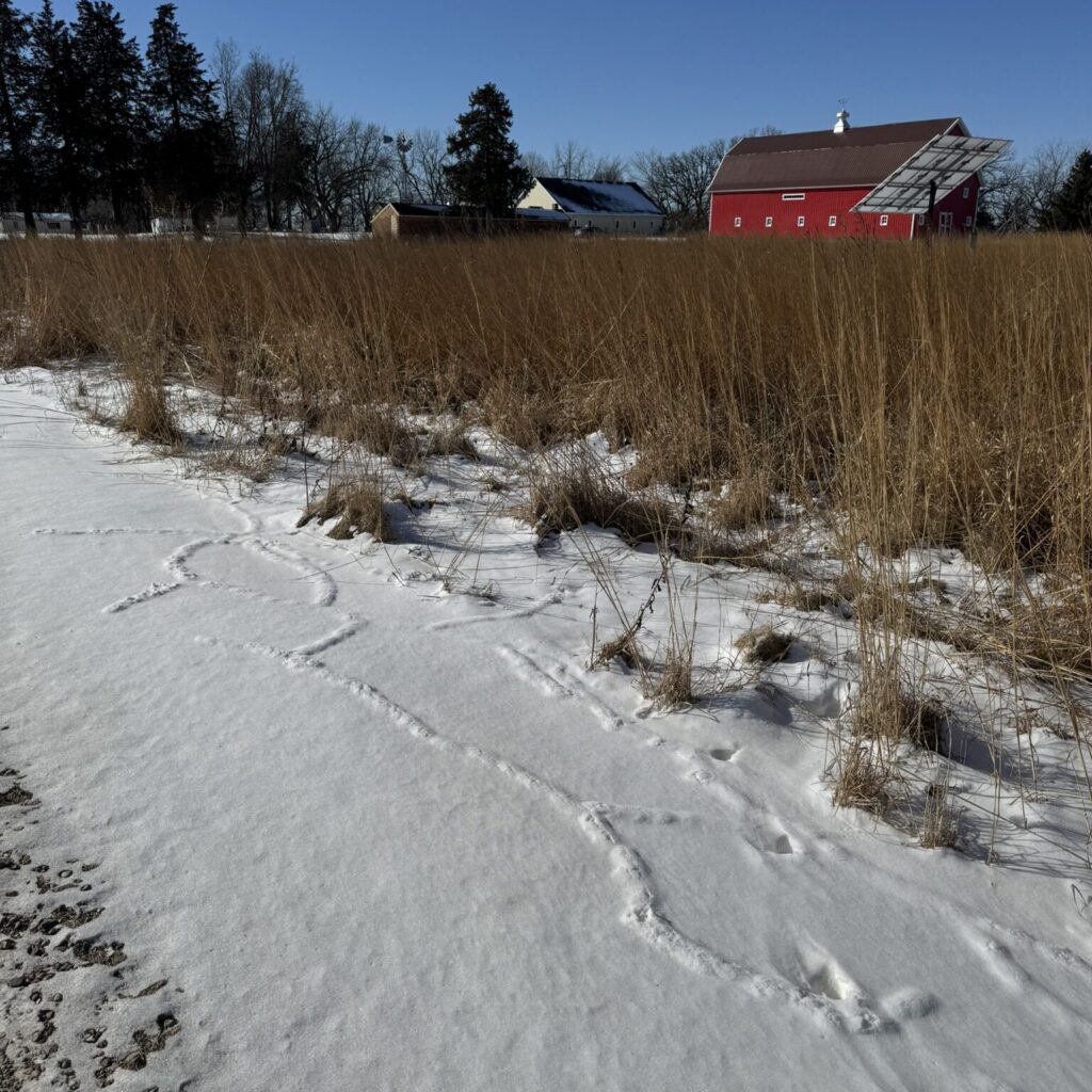 Getting in the Zone: The Subnivean Zone - Ney Nature Center