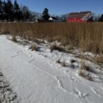 Getting in the Zone: The Subnivean Zone - Ney Nature Center