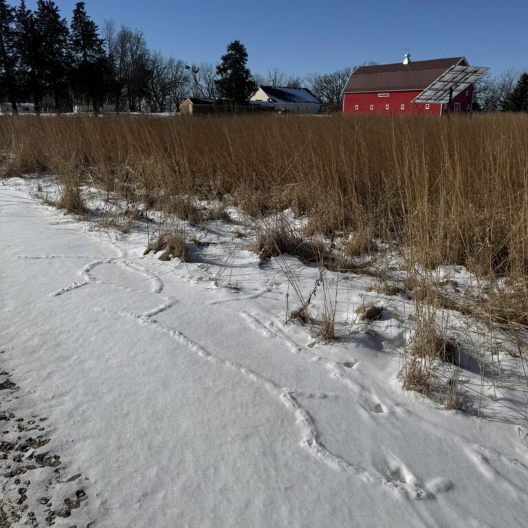 Getting in the Zone: The Subnivean Zone - Ney Nature Center