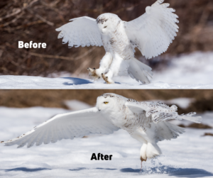 Getting in the Zone: The Subnivean Zone - Ney Nature Center