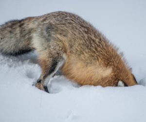 Getting in the Zone: The Subnivean Zone - Ney Nature Center