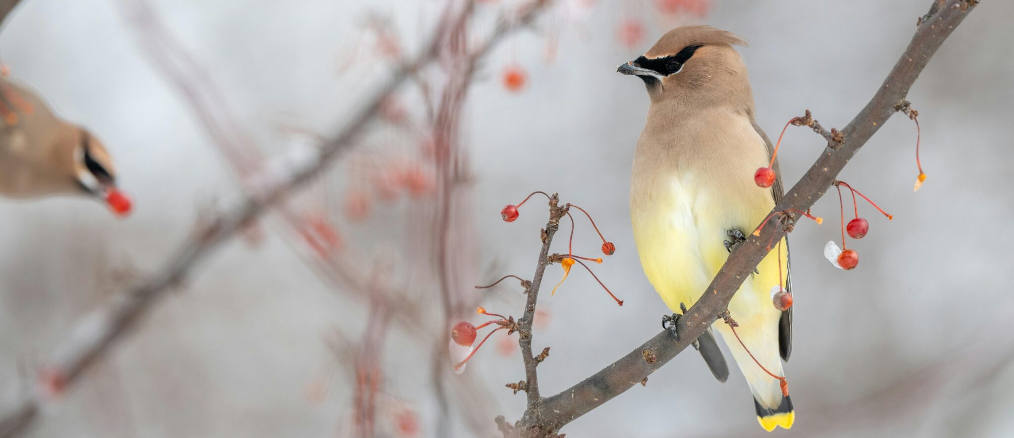 Winter Bird Count Update - Ney Nature Center